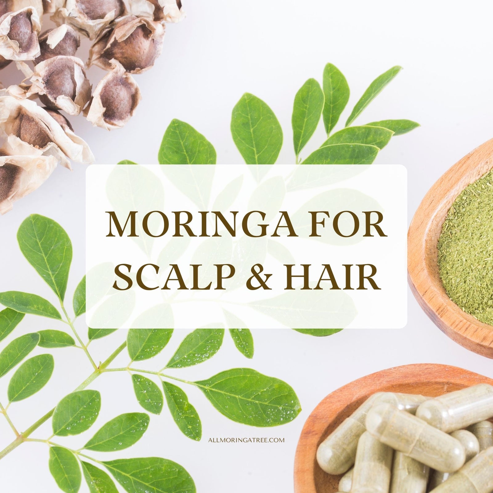 The powder of All-Natural Moringa Face Cream & Moringa Seed Oil Layering