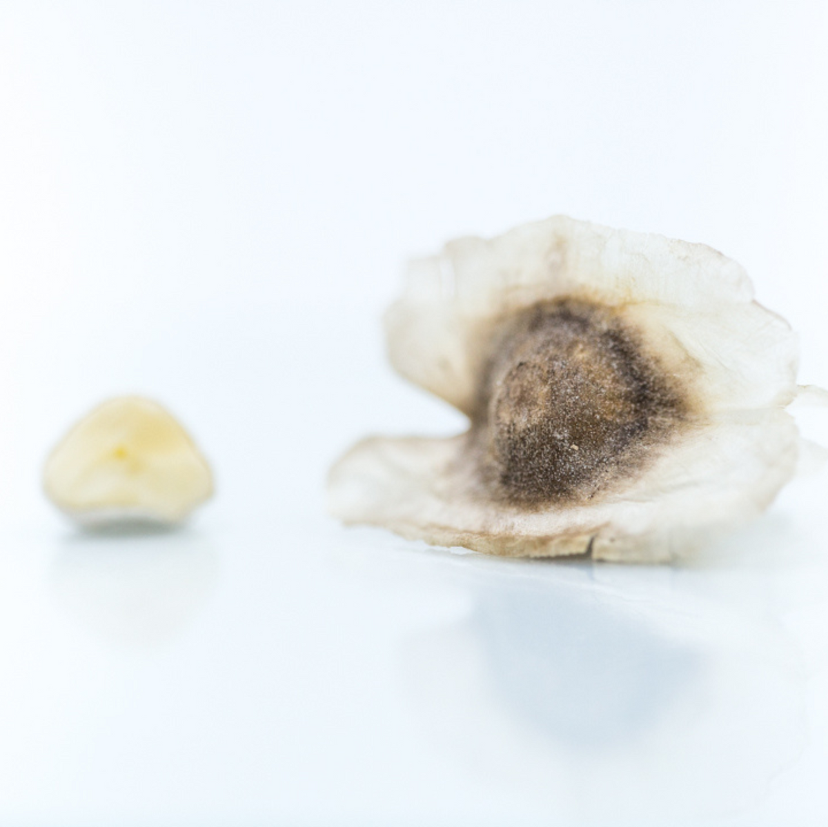 6 Premium Moringa Oleifera Seeds for Growing Nutritious Moringa Trees